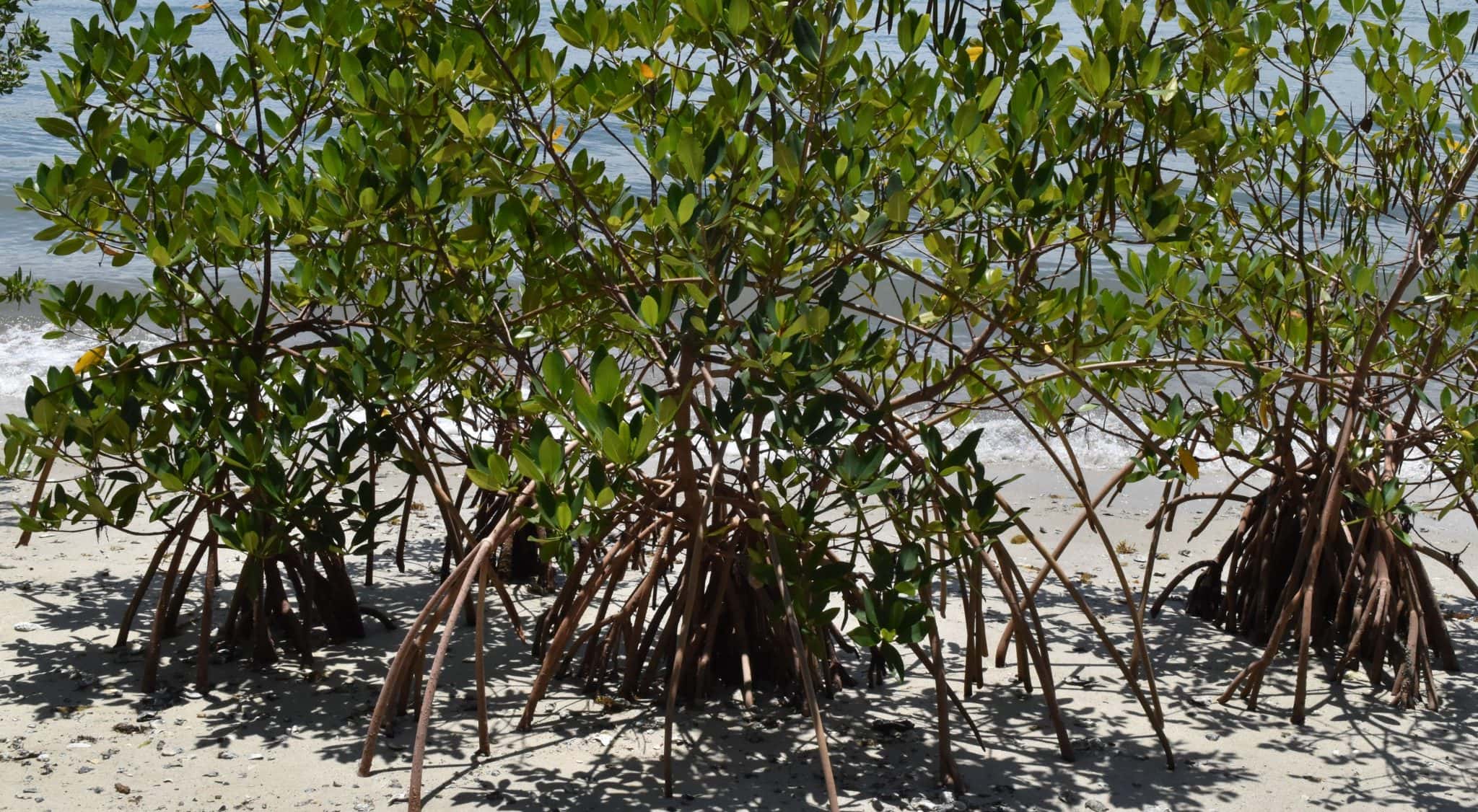 Florida’s Hazardous ‘Meth Island’, dismantled due to Environment and ...
